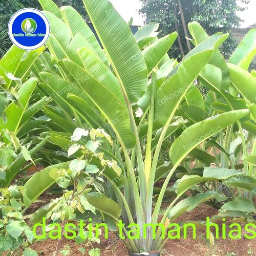 Jual tanaman hias pisang kipas tinggi 1 meter 50 cm sampai ujung daun ...