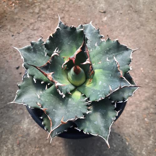 Jual Agave titanota "Solar Eclipse" - Kota Batu - Ninja Planter | Tokopedia