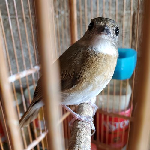 Jual Burung SRDC Bali Jantan Ring Ternakan Bunyi - Jakarta Timur ...