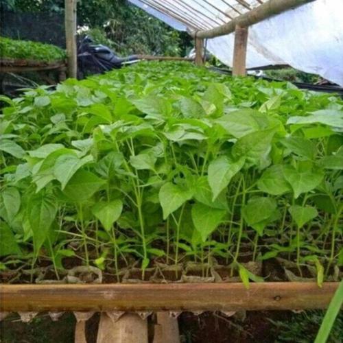Jual Bibit cabe rawit merah F 1 siap tanam - Kab. Kediri - bibit unggul ...