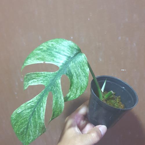 Jual Epipremnum Hanoman Sp Bali Mature - Kab. Bandung - Green Fasyin ...