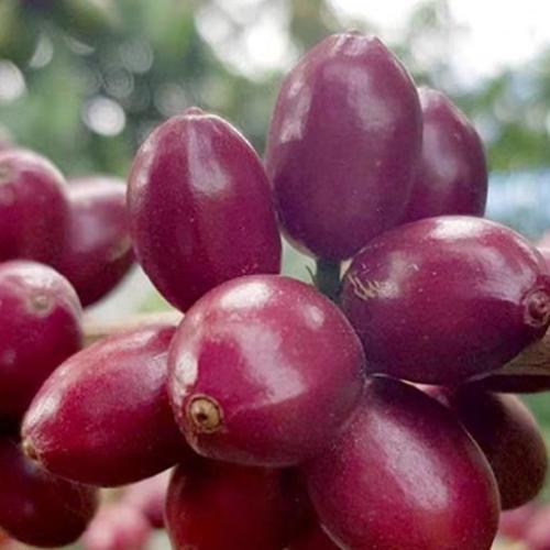 Jual Colombia Rodrigo Sanchez Geisha 2023 Green Beans - Jakarta Barat ...