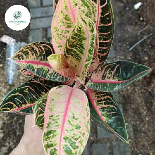 Jual Aglonema Red Sumatra Pride Of Sumatera Pos Red Ori - Kota ...