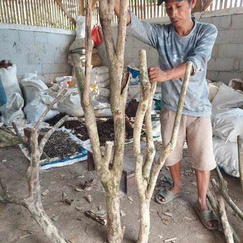 Jual Batang Kayu Kopi Cabang 2-5 Media Tanam Anggrek Bunga Tempel T 1 ...