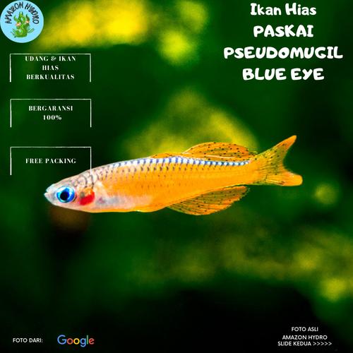 Jual Ikan PASKAI ikan hias PSEUDOMUGIL PASKAI/ Ikan BLUE EYE PASKAI ...