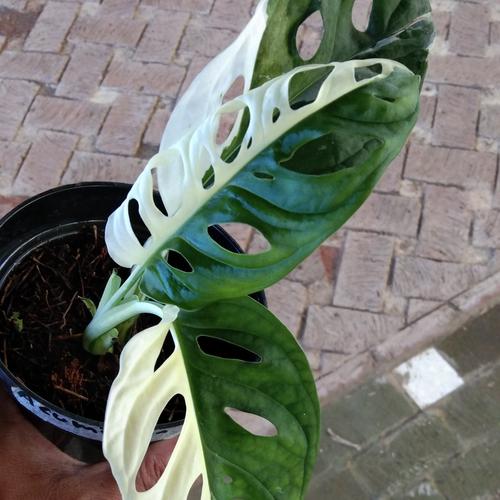 Jual monstera accuminata varigata putih - Kab. Bandung Barat - RAZIKSY ...