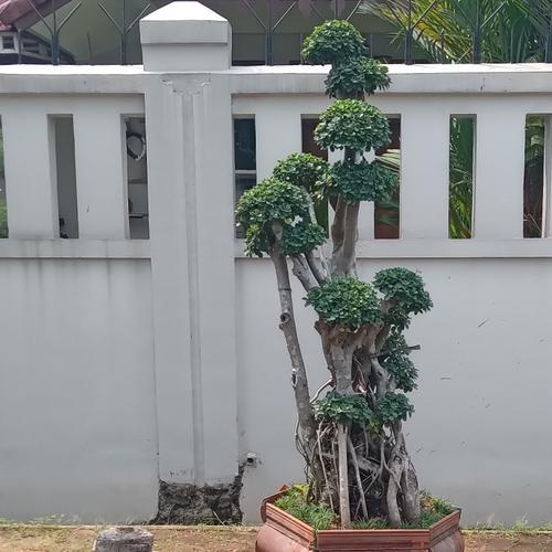 Jual pohon bonsai micro 2m - Jakarta Utara - Sanggar Vanessa | Tokopedia