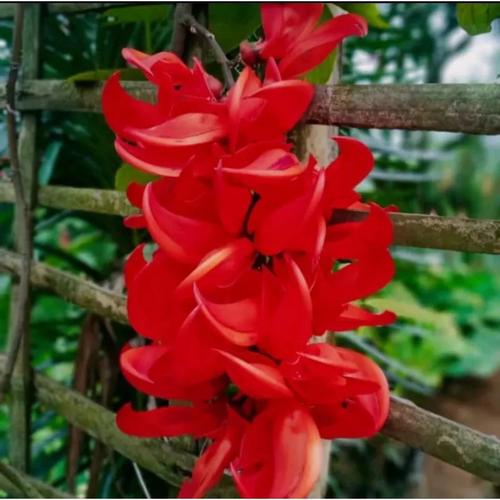 Jual flame of irian/bibit tanaman flame irian - Kota Bandung - chilout ...