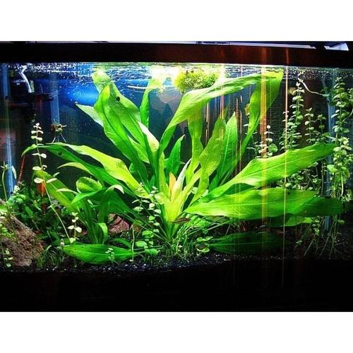 Jual ' AMAZON SWORD tanaman aquascape low co2. tanaman hias air ...