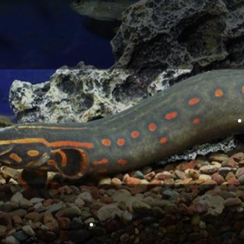 Jual ikan sili api fire eel 35-45 cm - 35-40 cm - Kota Depok ...