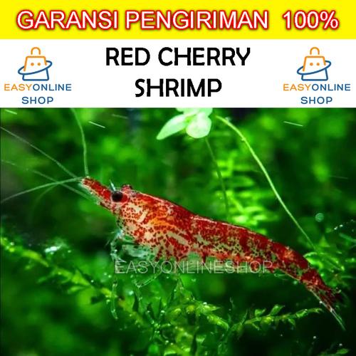 Jual Udang Hias Red Cherry Aquascape / Red Cherry Shrimp Aquascape RCS - Jakarta Barat ...