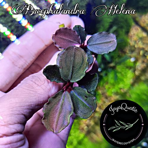 Jual Bucephalandra Helena Rizome - Tanaman Aquascape Paludarium ...