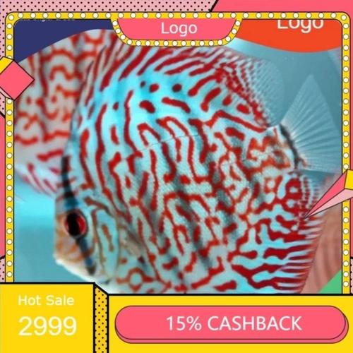 Jual Discus Mozaik Mulai Ukuran 1 inch ( - 1,5 cm - Kota Depok ...