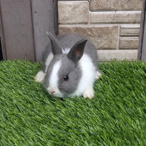 Jual kelinci dutch betina jr - Kota Tangerang - sobat bunny | Tokopedia