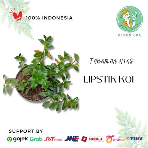 Jual Tanaman Hias Gantung Lipstik Bunga Orange/Gantung Lipstik Koi ...