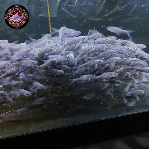 Jual ikan mahseer/dewa/tor soro 3-4cm - Kab. Pemalang - Putra tani fish ...
