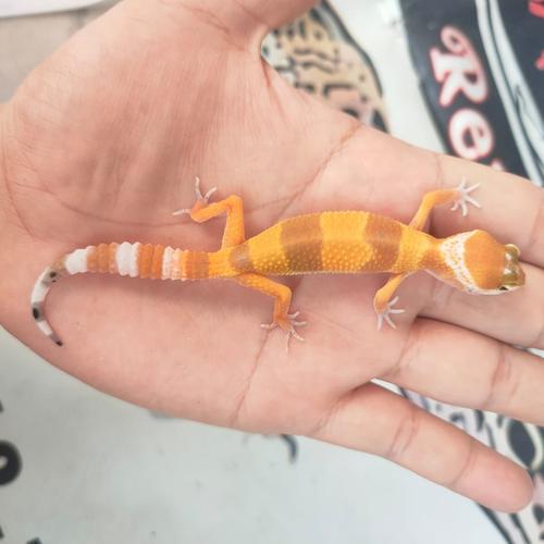 Promo Leopard Gecko baby 2-3 bl Bebas Pilih Morph!! Dapat sesuai ...