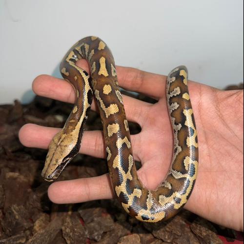 Jual ular dipong blood python baby/baby up jinak murahh - Jakarta Barat ...