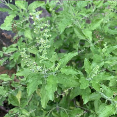 Promo bibit tanaman ruku-ruku / holy basil pohon herbal obat daun - Kab ...