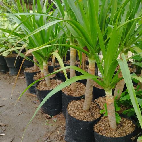 Jual tanaman hias pandan Bali | pohon pandan bali - Kab. Bogor ...