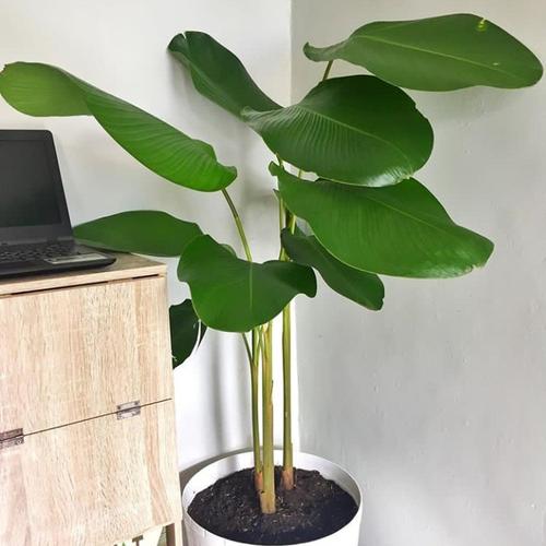 Jual tanaman hias kalatea calathea lutea - calatea pisang - pisang ...