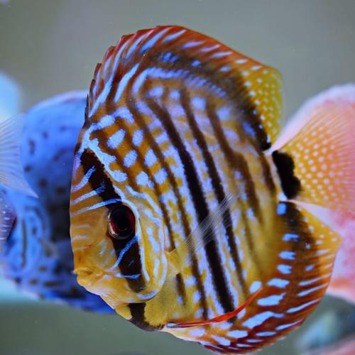 Jual Discus Royal Heckel Cross 1 inch ( - 1 cm - Kota Depok ...