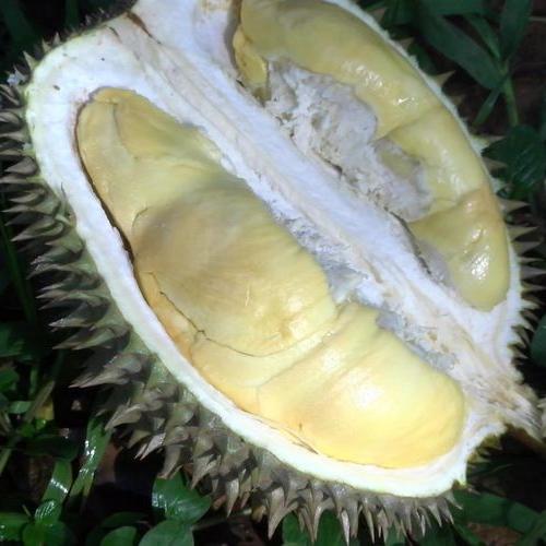 Jual Durian susu utuh&bulat mempunyai tekstur daging lembut dan manis ...