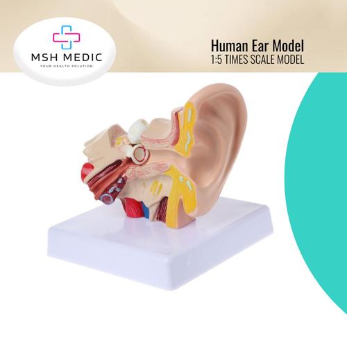 Jual Alat Peraga Model Telinga Manusia - Anatomi Telinga - Jakarta ...