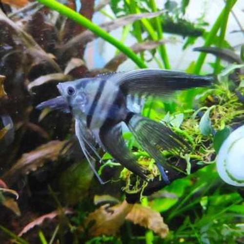 Jual manfish bw slayer - Kota Depok - BERKAH_JAYA14 | Tokopedia