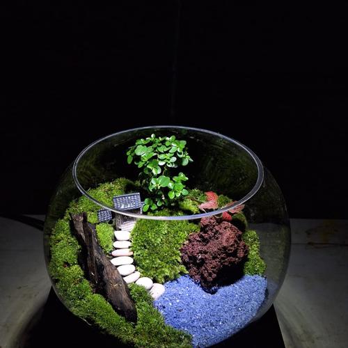 Jual green hills Terrarium|mosswall| special gift|big size| low ...