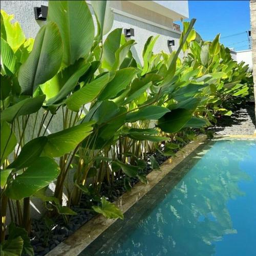 Jual tanaman calathea - pisang calathea lutea pisang cafee - 60-90 cm ...