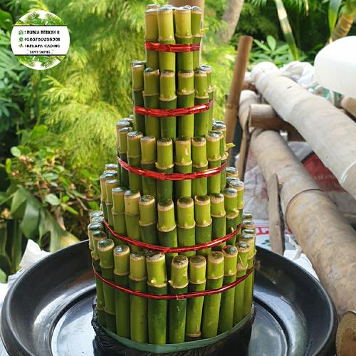 Jual tanaman hias bambu hoki /lucky bamboo 5 susun plustatakan ...