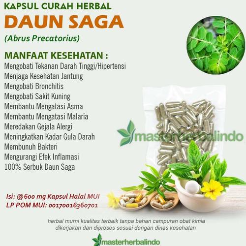 Jual DAUN SAGA 100 Kapsul Herbal Asma Sakit Kuning Alergi Hipertensi ...
