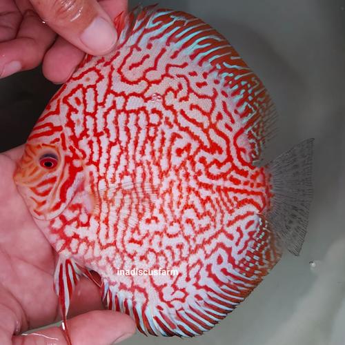 Jual Ikan Discus Tiger Pigeon Size 4,5 inch Male - Kota Bekasi - Meisa ...