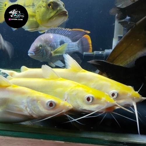 Promo IKAN CHANNEL CATFISH ALBINO TANKMATE IKAN PREDATOR Cicil 0% 3x ...