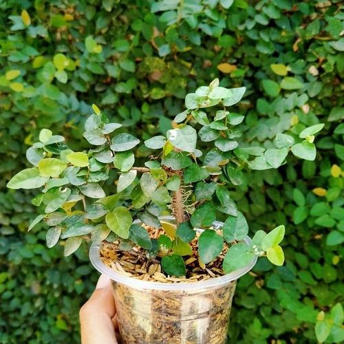 Jual tanaman hias dollar kecil // dolar rambat mini // Ficus pumila ...