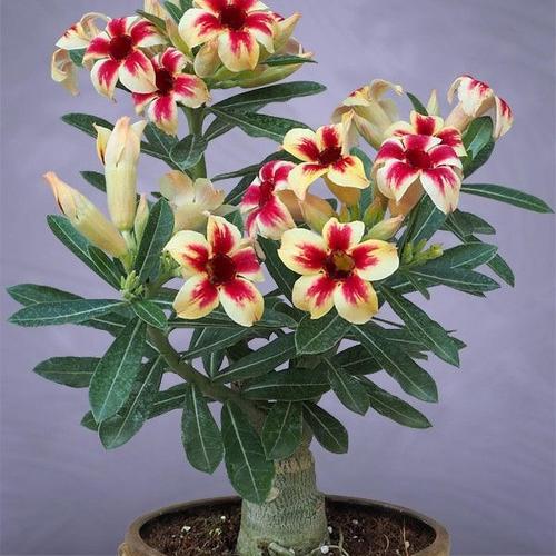 Jual Tanaman hias Adenium obesium star cluster - tanaman hias Adenium ...