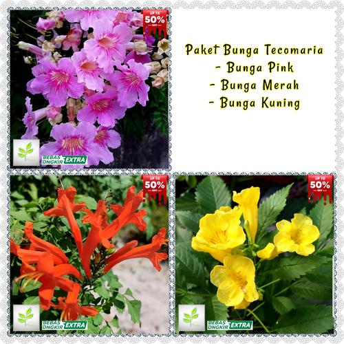 Promo paket tanaman hias tecomaria - tanaman tekomaria - Bunga kuning ...