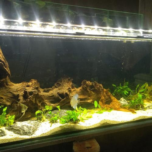 Jual paket aqua scape ikan discus pesanan erys - Kab. Cianjur ...