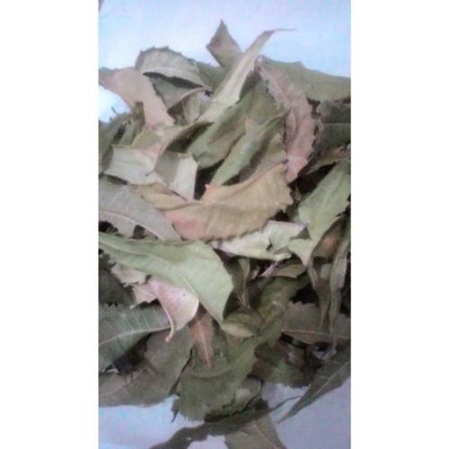 Jual 1 KG DAUN MIMBA AZADIRACHTA INDICA NEEM LEAVES MIMBO IMBO IMBA ...