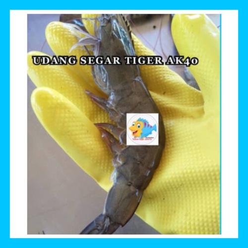 Jual Udang Windu Black Tiger AK 40- Udang Tiger Pacet Segar Jumbo 1kg ...