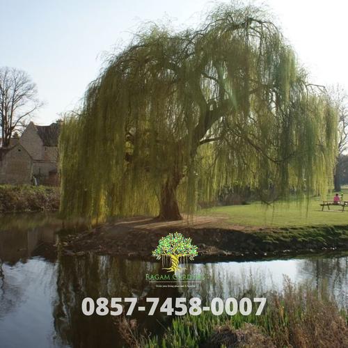 Jual Tanaman hias Liang Liu tanaman menjuntai Salix babylonica Janda ...