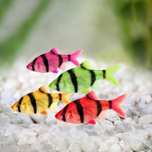 Jual Glow Barb / Tiger Barb / Sumatra Tiger - Hijau - Kota Tangerang ...