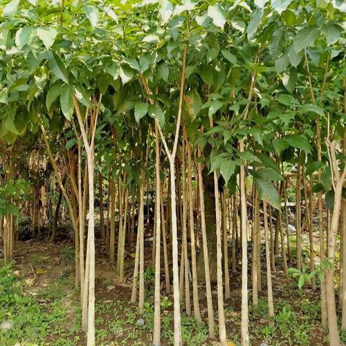Jual bibit pohon tabebuya pink-ungu 2 meter - Kota Bandung - bibit shop ...