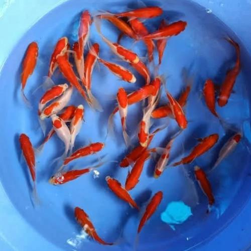 Jual ikan komet comet gold fish | ikan hias kolam - Kota Bogor - terang ...