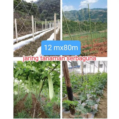 Jual jaring pertanian 12mx80 meter jaring tanaman gantung - 10x50 7 in ...