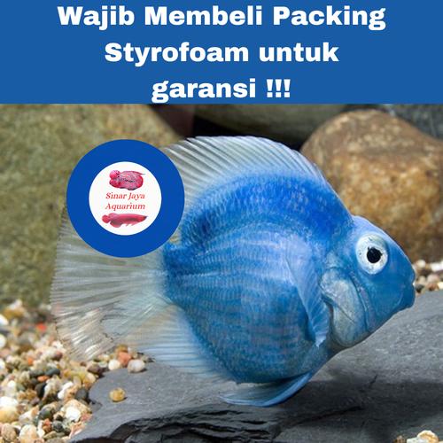 Jual Ikan Blue Parrot Tail & No Tail / Ikan Parrot Biru/ Royal Blue ...