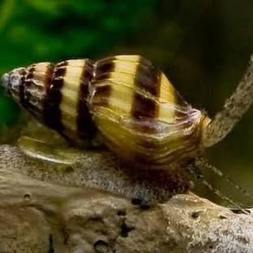 Jual keong assasin asasin pemakan hama planaria | keong hias aquascape ...