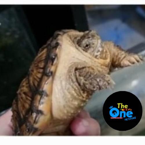 Jual Kura Kura Common Snapping Turtle CST - Kota Makassar - the one ...