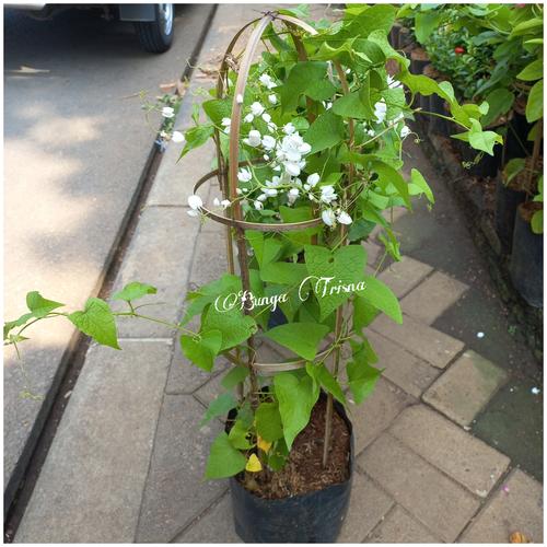 Jual Tanaman rambat air mata pengantin bunga putih & bunga pink - Bunga ...